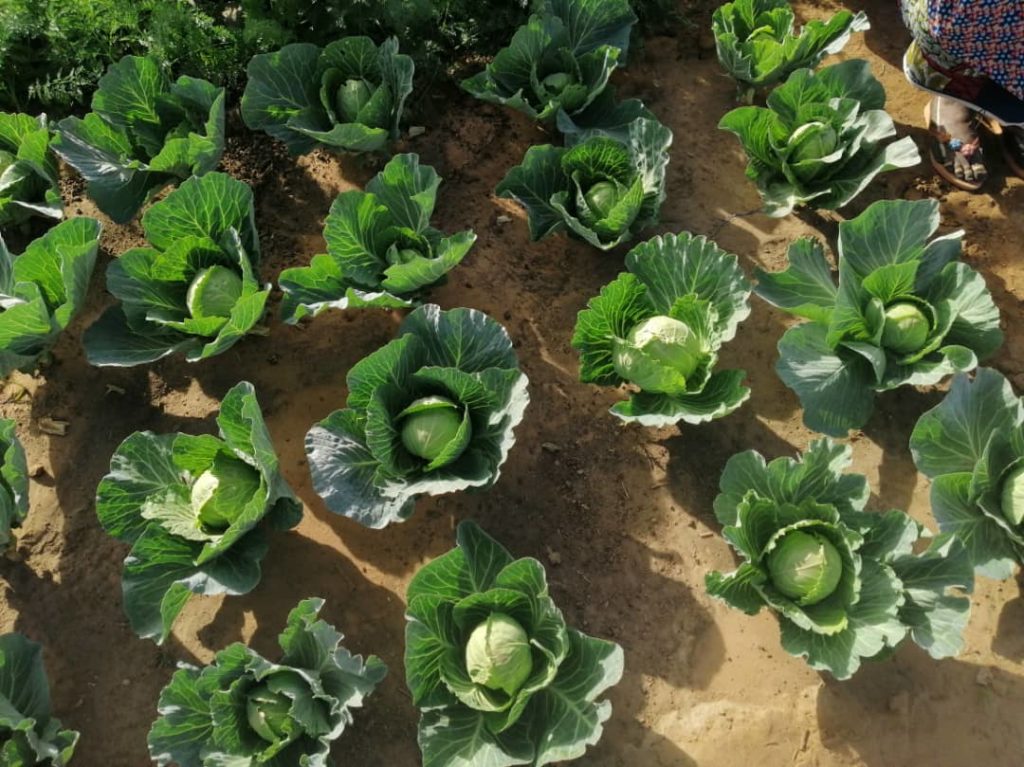 Aménager un périmètre maraicher | Site Essonne-Sahel