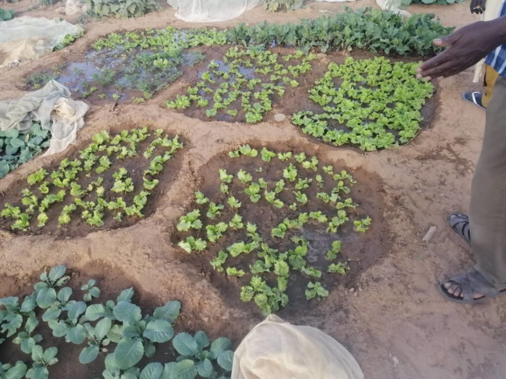Aménager un périmètre maraicher | Site Essonne-Sahel