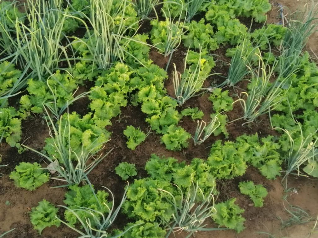 Aménager un périmètre maraicher | Site Essonne-Sahel