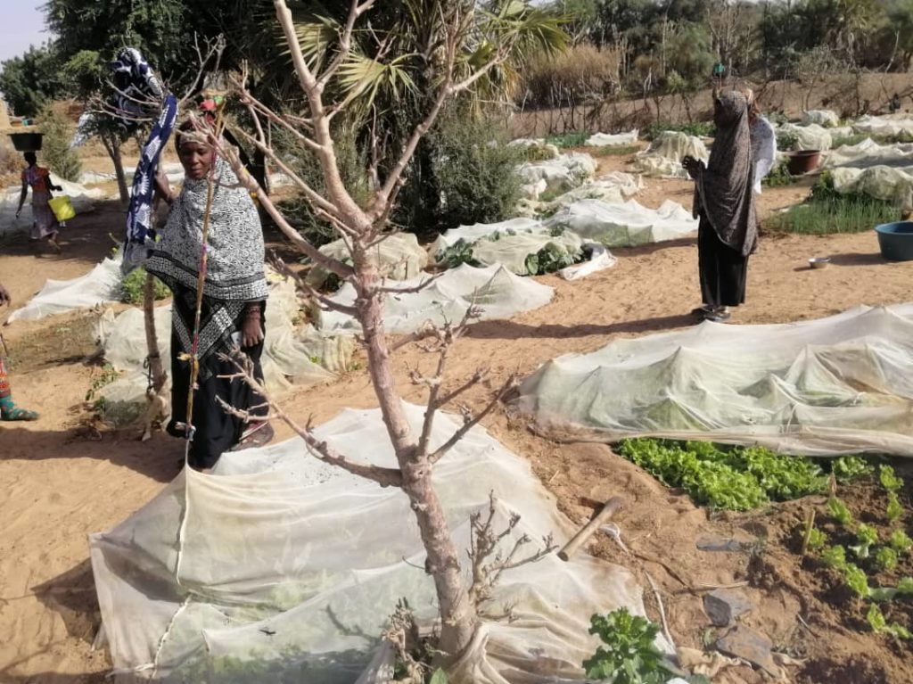 Aménager un périmètre maraicher | Site Essonne-Sahel