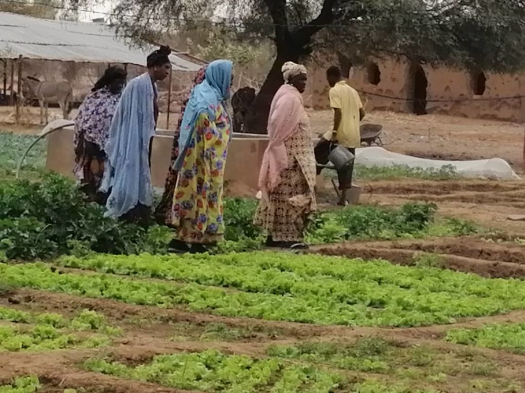 Aménager un périmètre maraicher | Site Essonne-Sahel