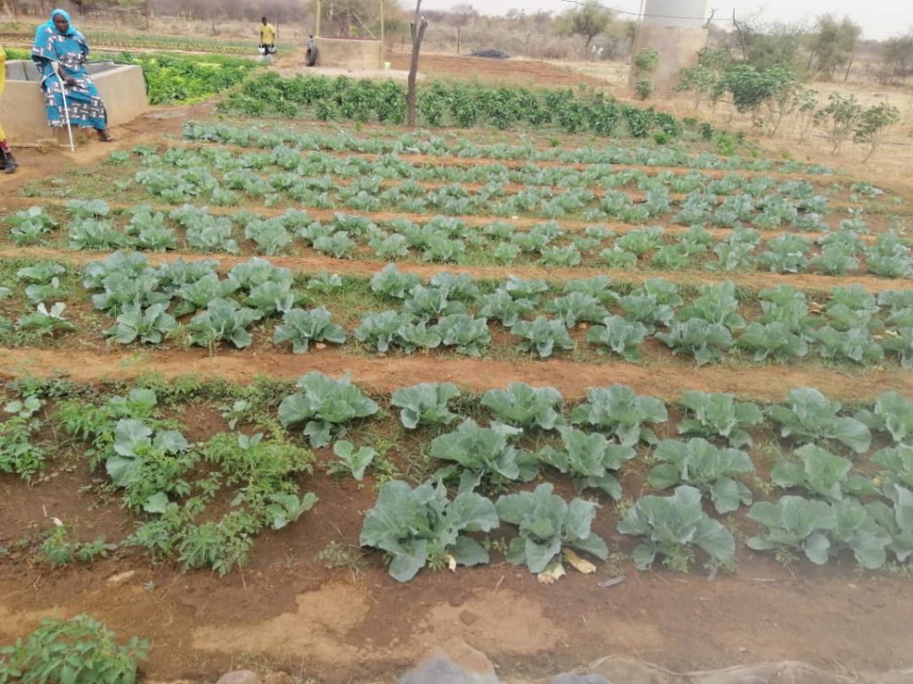 Aménager un périmètre maraicher | Site Essonne-Sahel