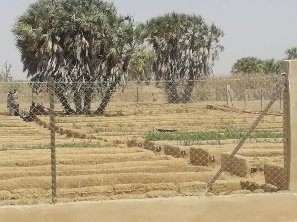 Aménager un périmètre maraicher | Site Essonne-Sahel